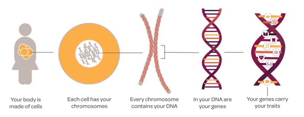 Genetics 101 - DNA & Diseases | MiraKind