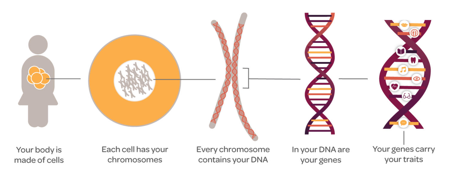 Genetics 101 - DNA & Diseases | MiraKind