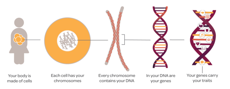 Genetics 101 - DNA & Diseases | MiraKind