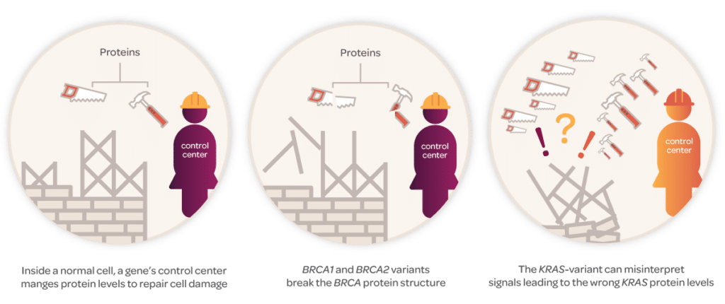 Genetics and Cancer: BRCA Variants vs. the KRAS-Variant