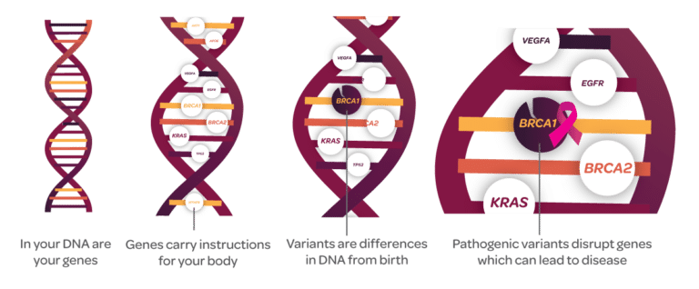 Genetics and Cancer: BRCA Variants vs. the KRAS-Variant